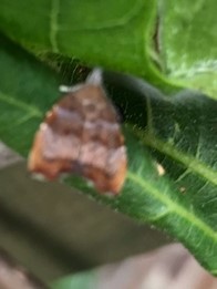 Have you checked your Fig Tree recently? – Charlton and Blackheath ...