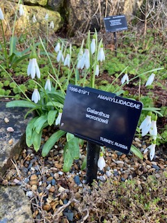Plant of the Month: Galanthus – Charlton and Blackheath Amateur ...